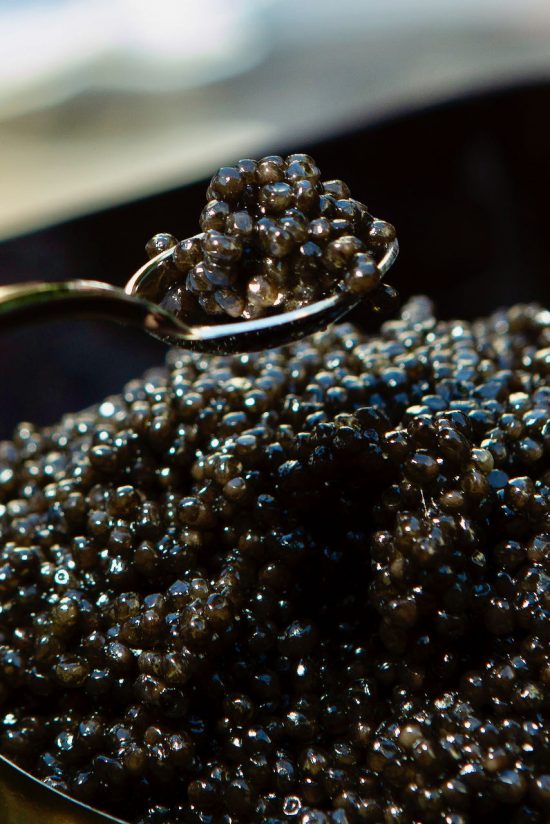 Calvisius Caviar - Passione Gourmet